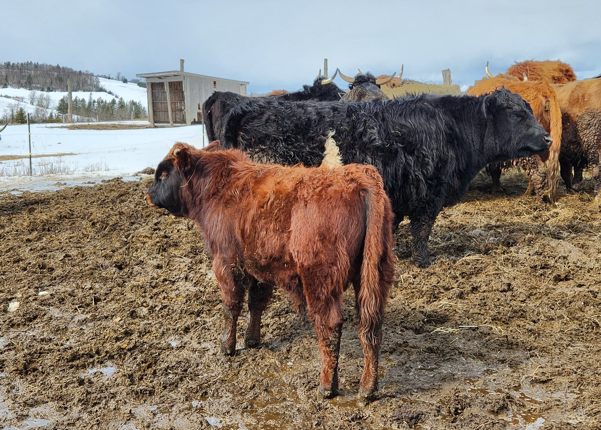 Newfoundland and Labrador