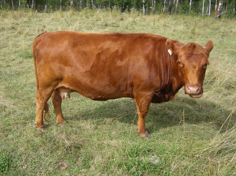 Dexter Cattle For Sale