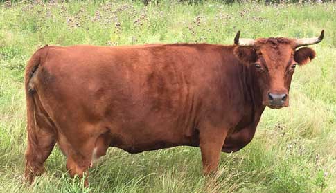 Dexter Cattle For Sale
